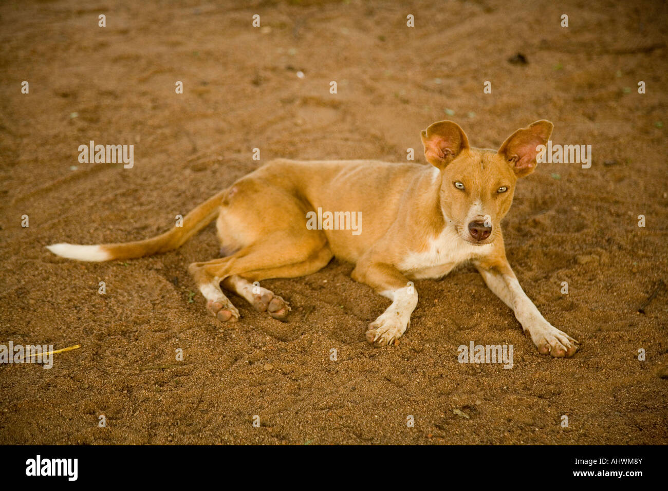 Bolivian dog hi-res stock photography and images - Alamy