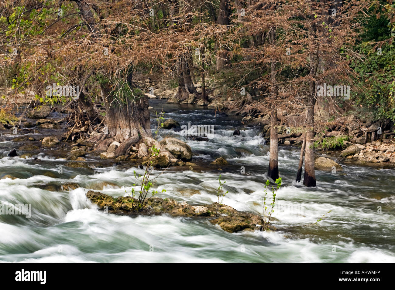 River cypress trees blurred rapids autumn in Texas Stock Photo - Alamy