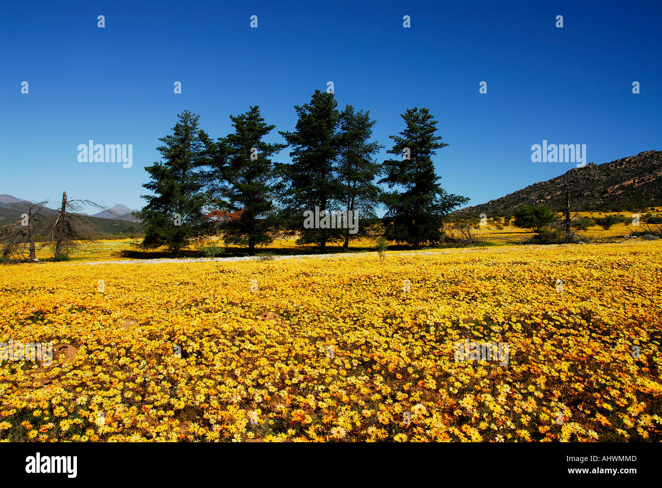 field of yellow daisies, three pine trees in background Stock Photo - Alamy