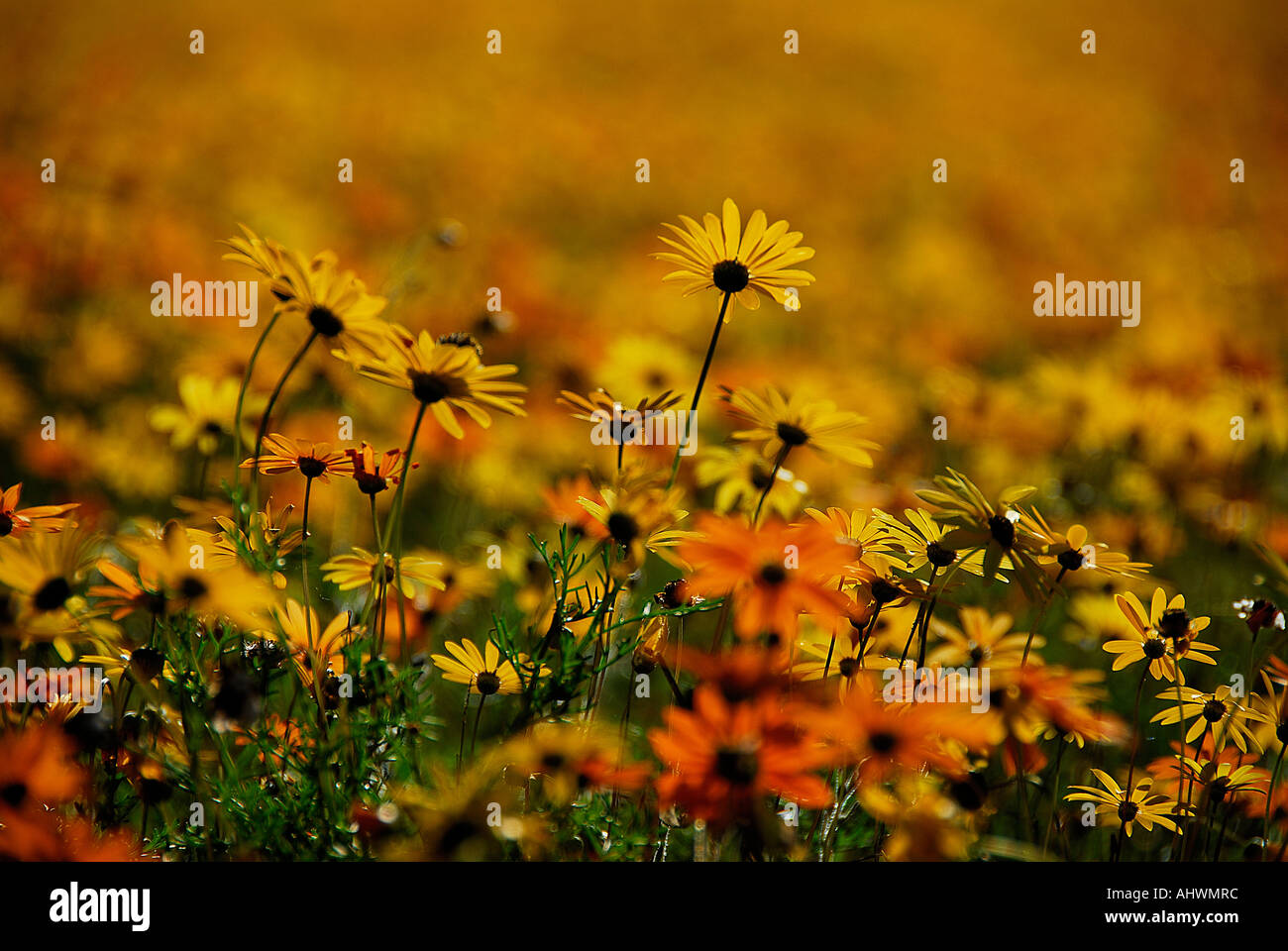 field of yellow and orange daisies Stock Photo - Alamy