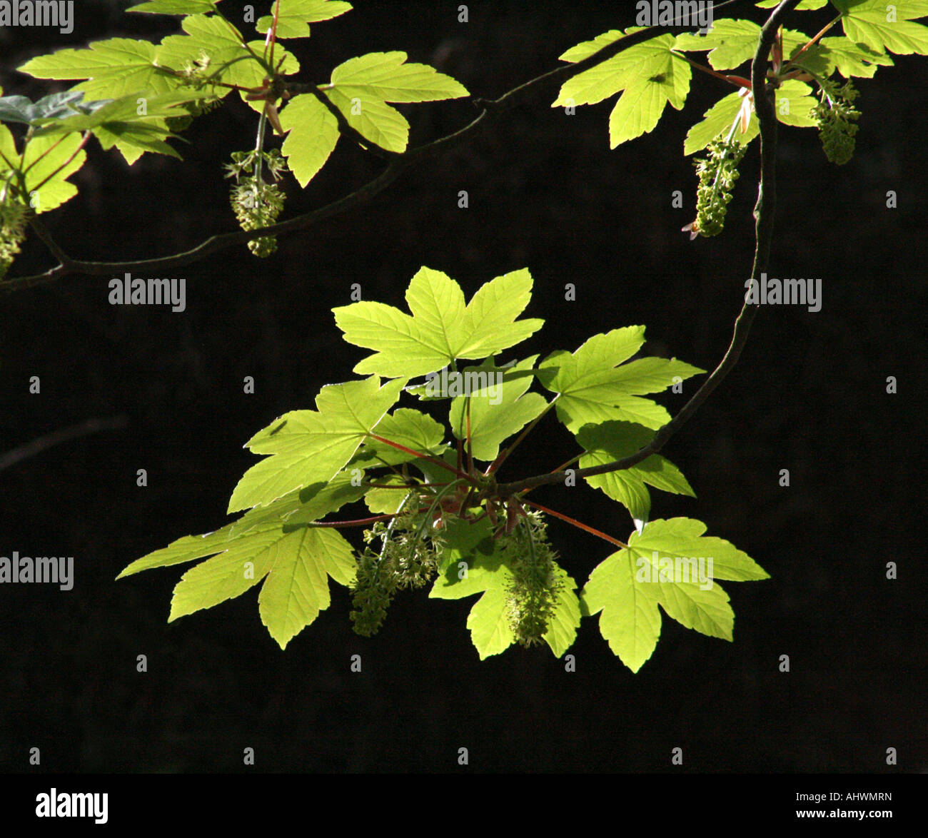 Sycamore (Acer Pseudoplatanus) flower heads and leaves backlit by early ...