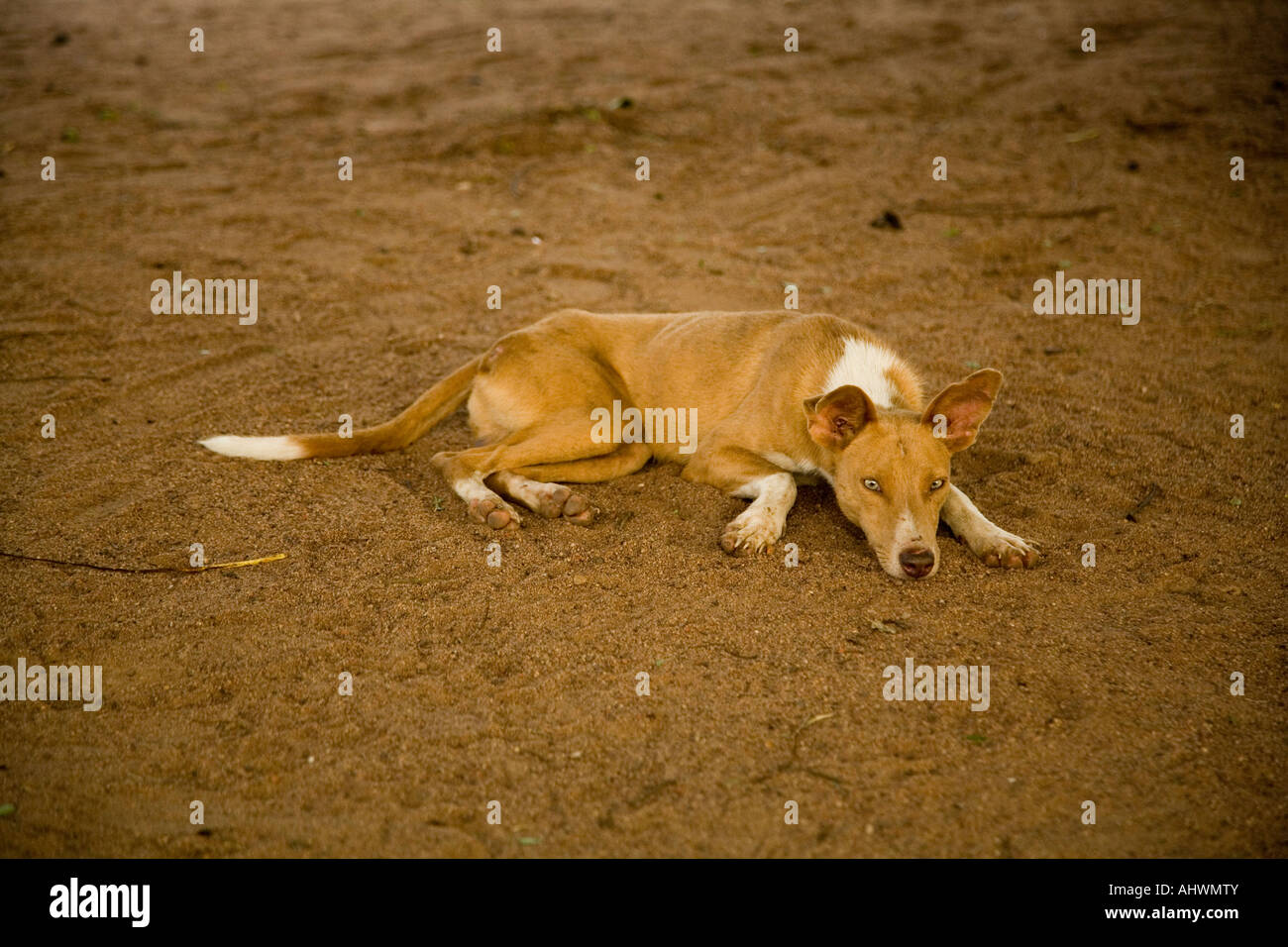 Sneaky dog hi-res stock photography and images - Alamy