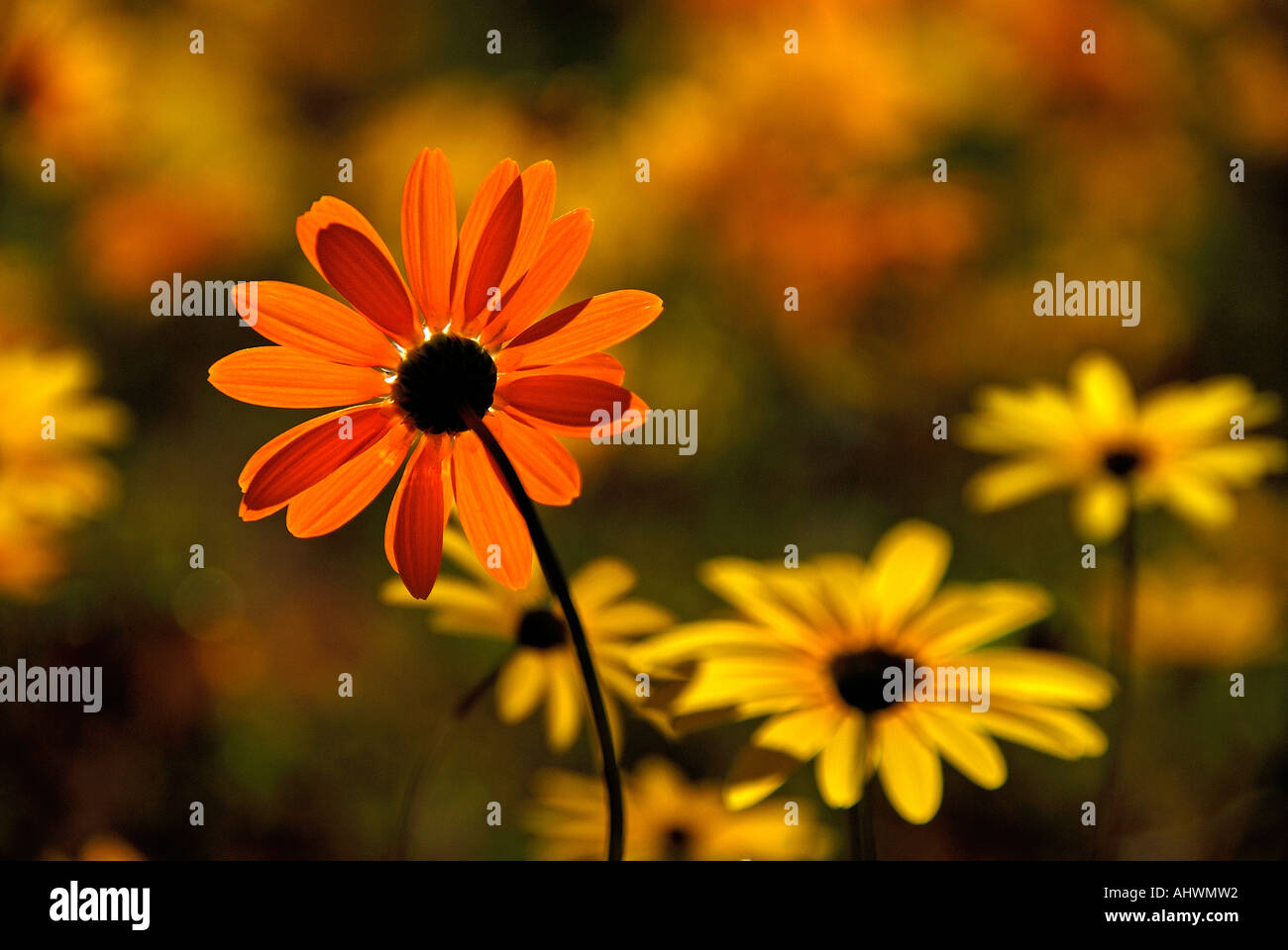 orange and yellow daisies Stock Photo - Alamy