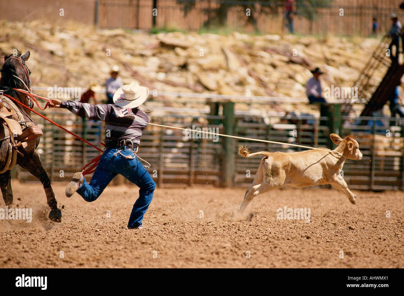 Cowboy roping calf in rodeo Stock Photo - Alamy
