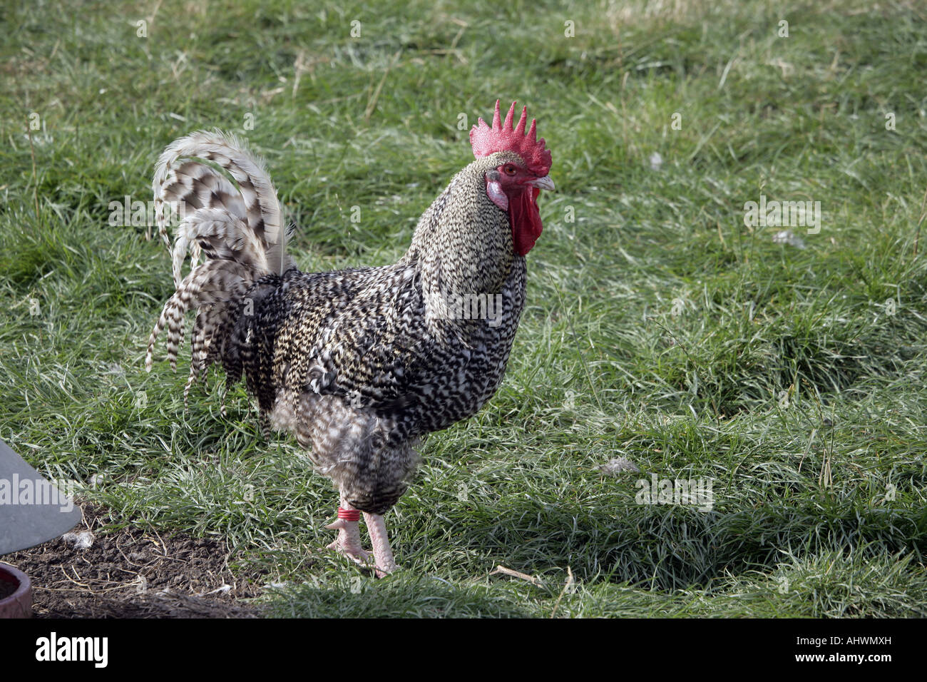 Marans fowl hi-res stock photography and images - Alamy