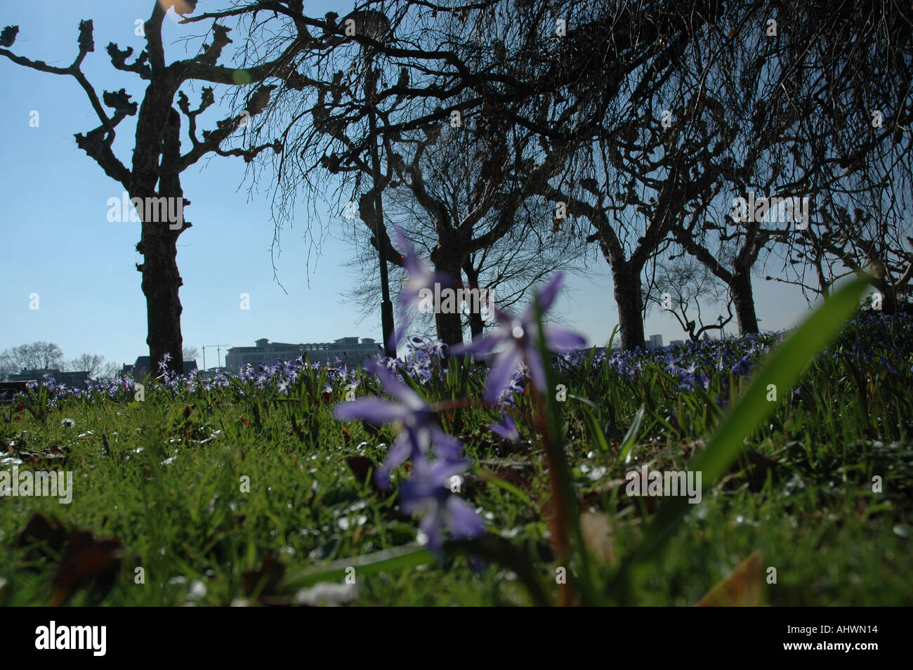 Hyac hi-res stock photography and images - Alamy
