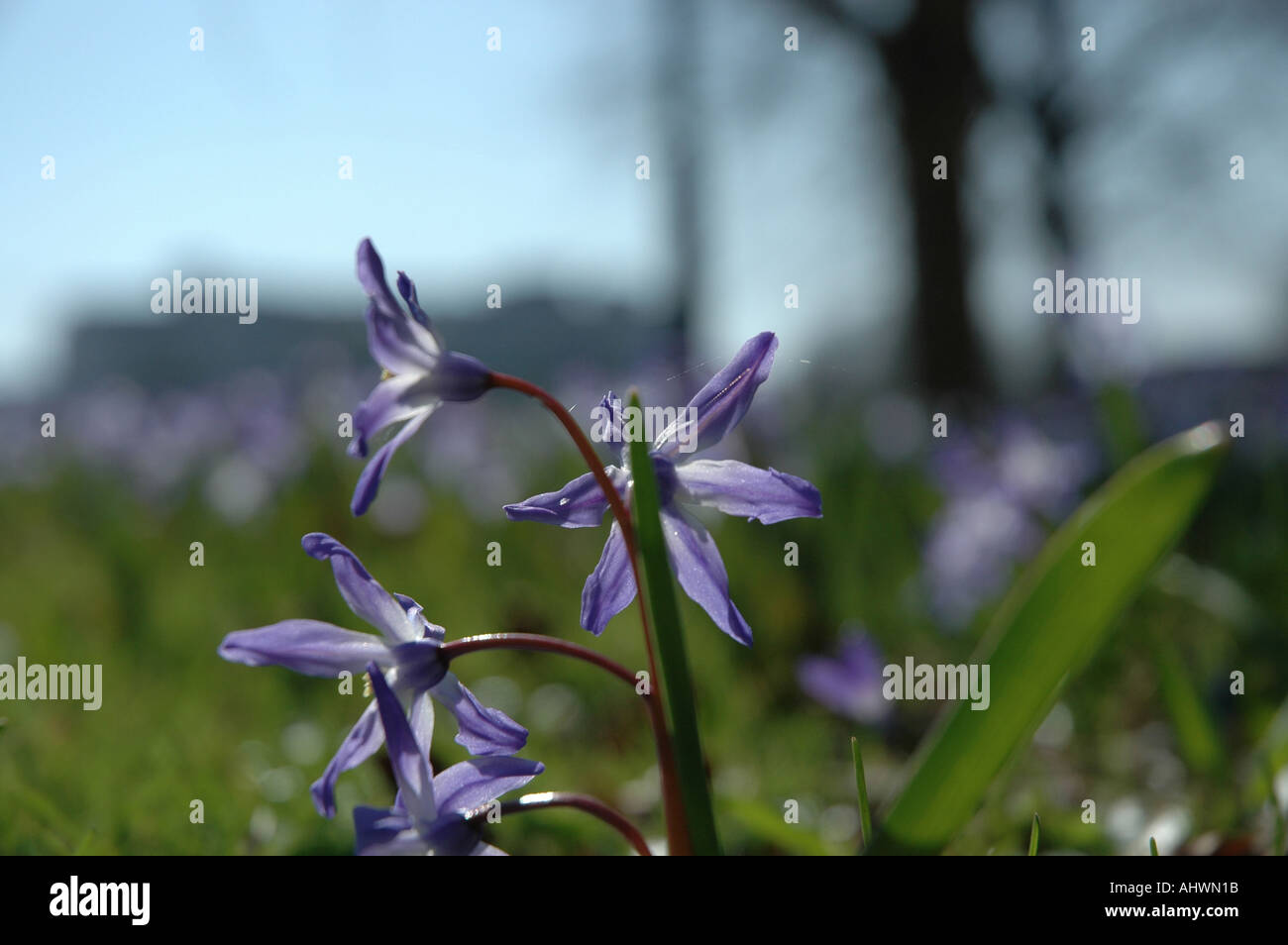 Hyac High Resolution Stock Photography and Images - Alamy