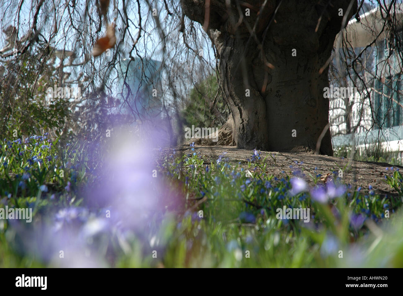 Hyac High Resolution Stock Photography and Images - Alamy