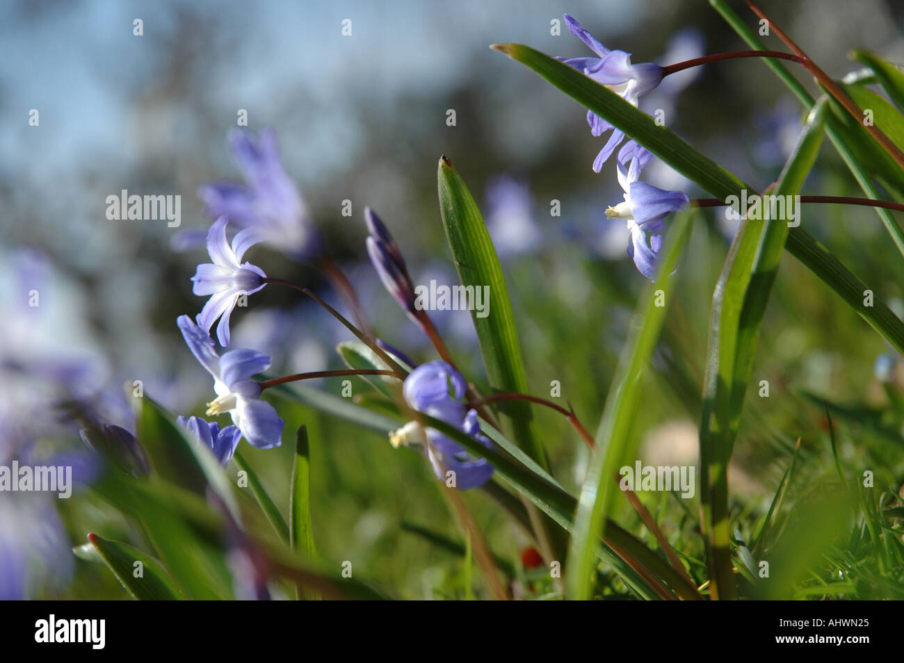 Hyac hi-res stock photography and images - Alamy