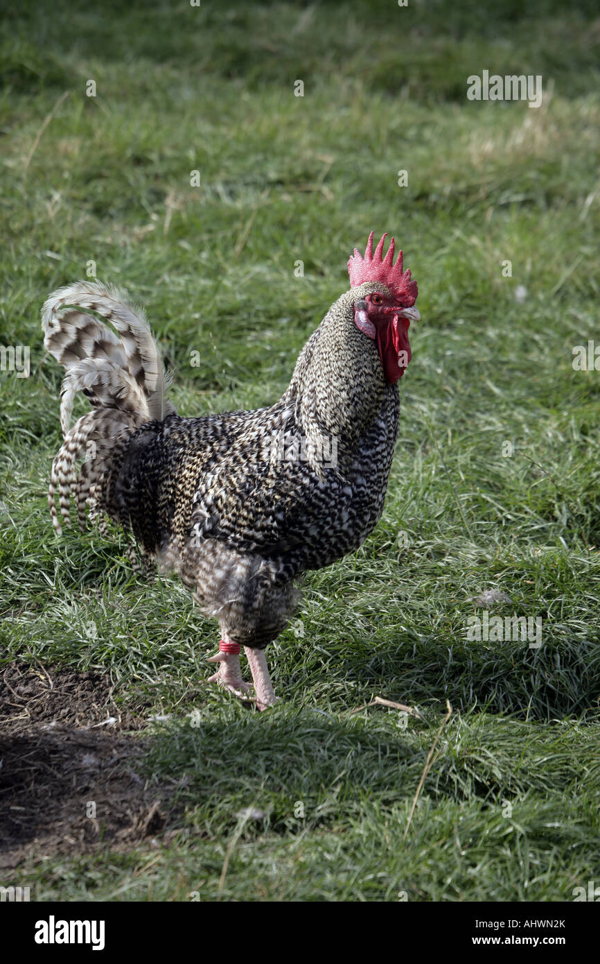 Marans fowl hi-res stock photography and images - Alamy