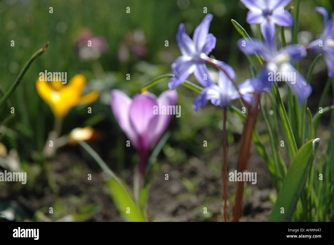 Hyac hi-res stock photography and images - Alamy