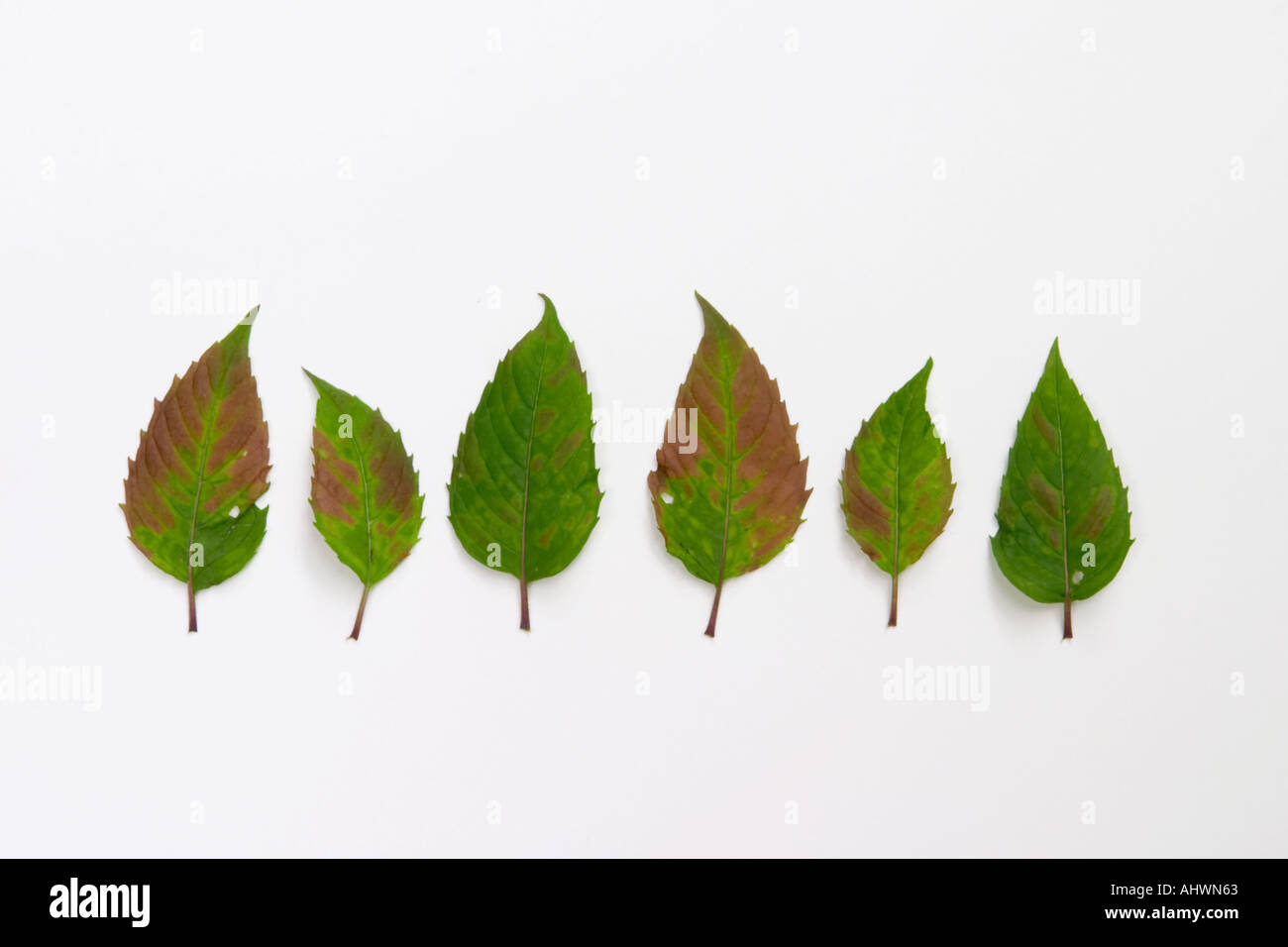 Oswego tea hi-res stock photography and images - Alamy