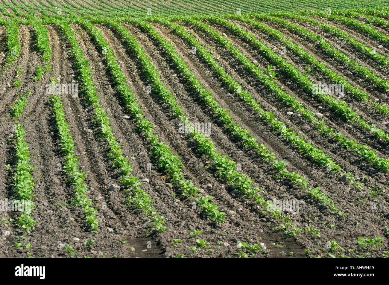 Crops growing in rows hi-res stock photography and images - Alamy