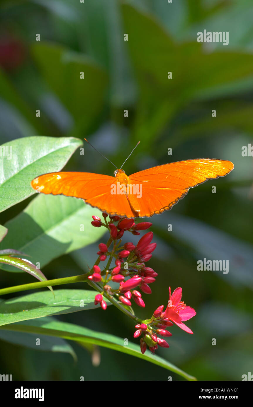 Niagara parks butterfly conservatory hi-res stock photography and ...