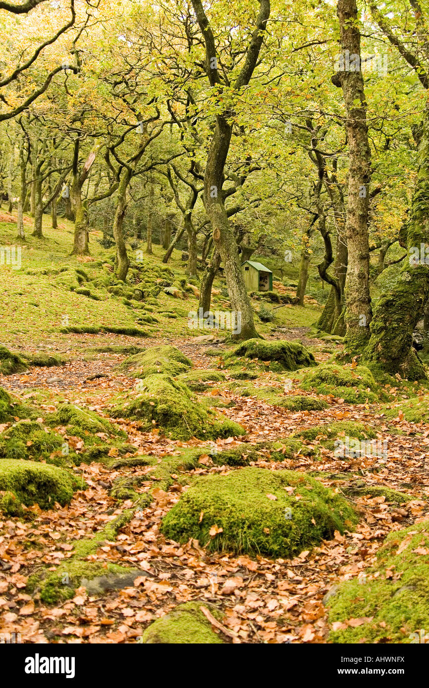 Woodland area of Dolgoch Falls in Snowdonia National Park Stock Photo ...