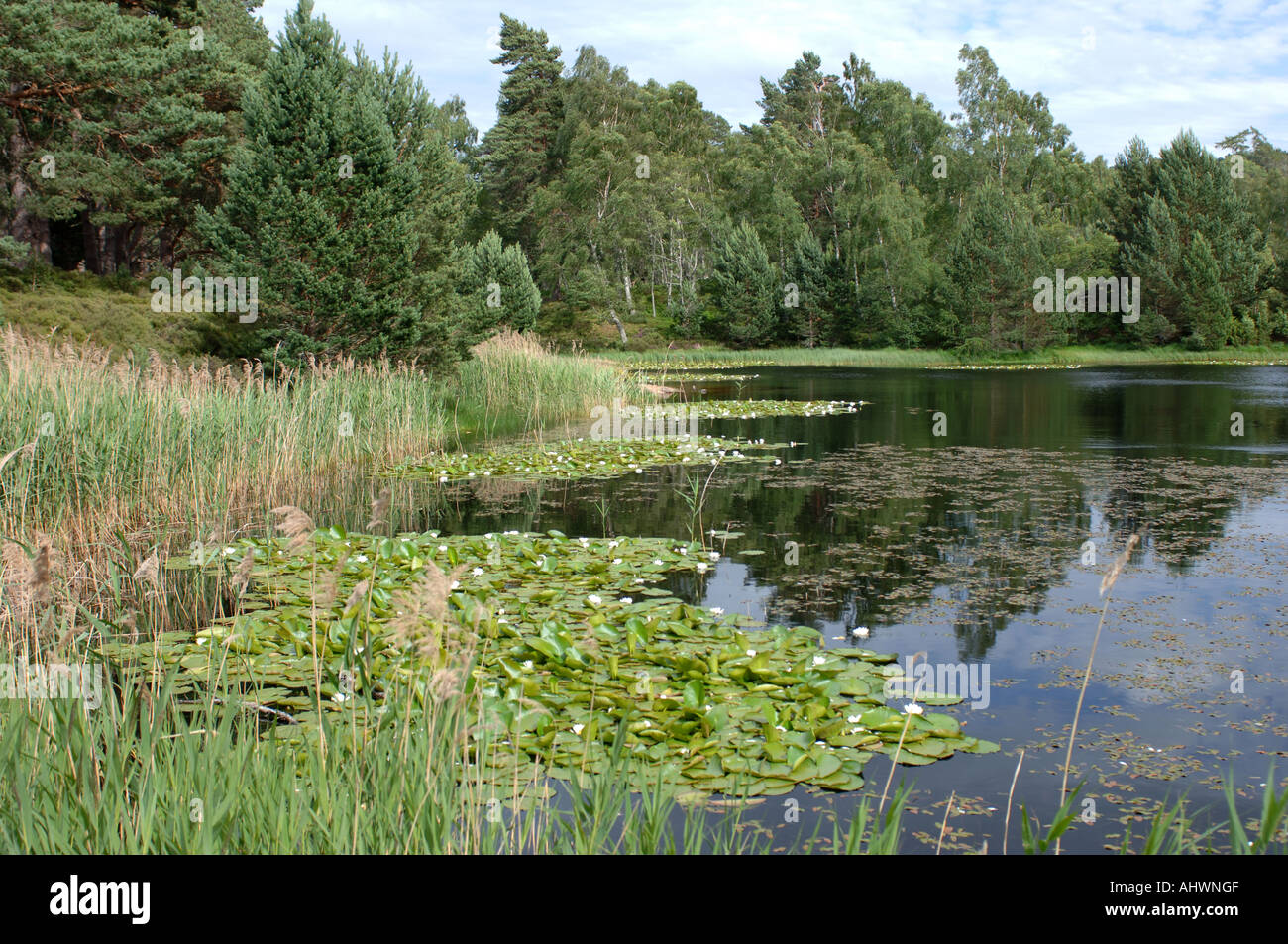 Rothiemurchus estate mountain biking hi-res stock photography and ...