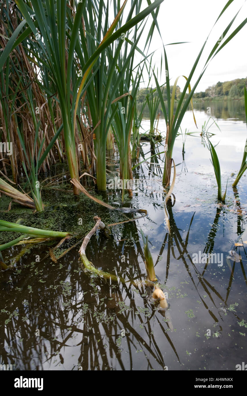 Typha latifolia root hi-res stock photography and images - Alamy