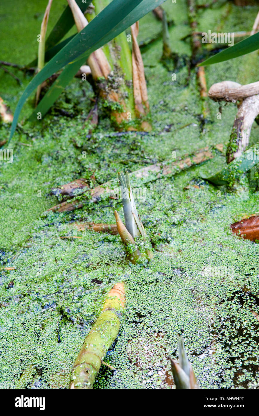 Typha latifolia root hi-res stock photography and images - Alamy