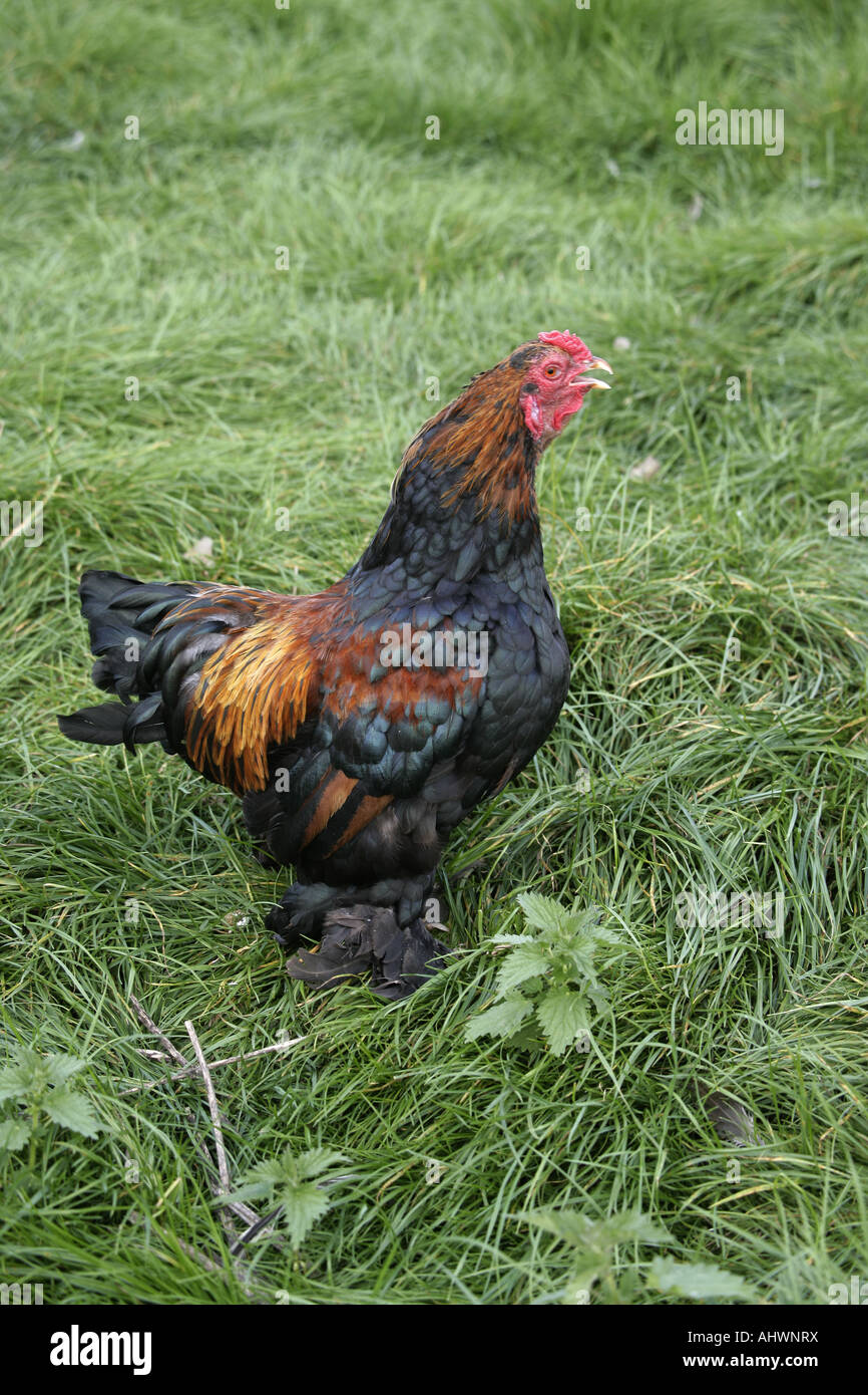 Minature gold brahma Domestic breed of fowl Warwickshire Stock Photo ...