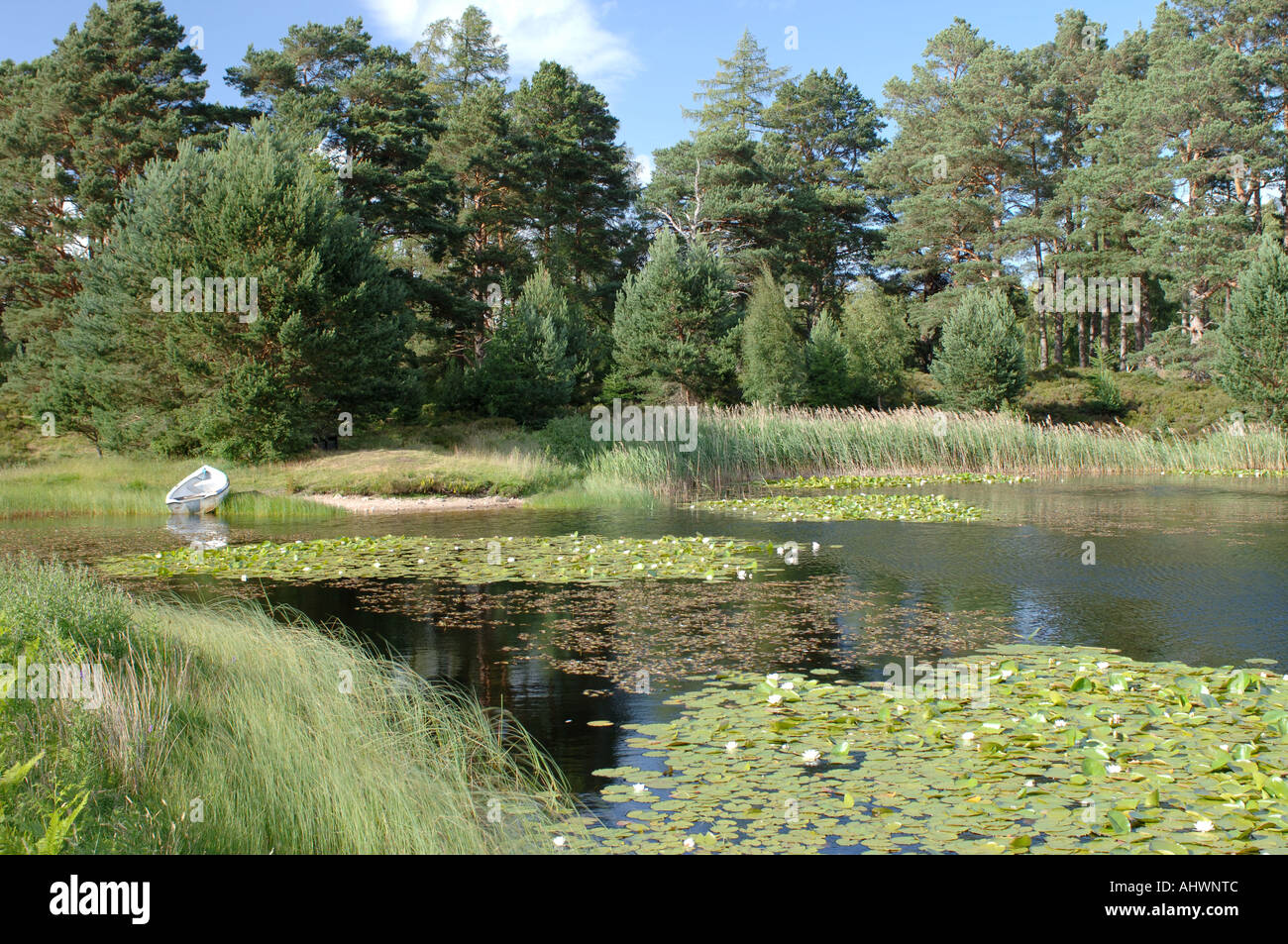 Lochan Mor Rothiemurchus Aviemore Inverness-shire Stock Photo - Alamy