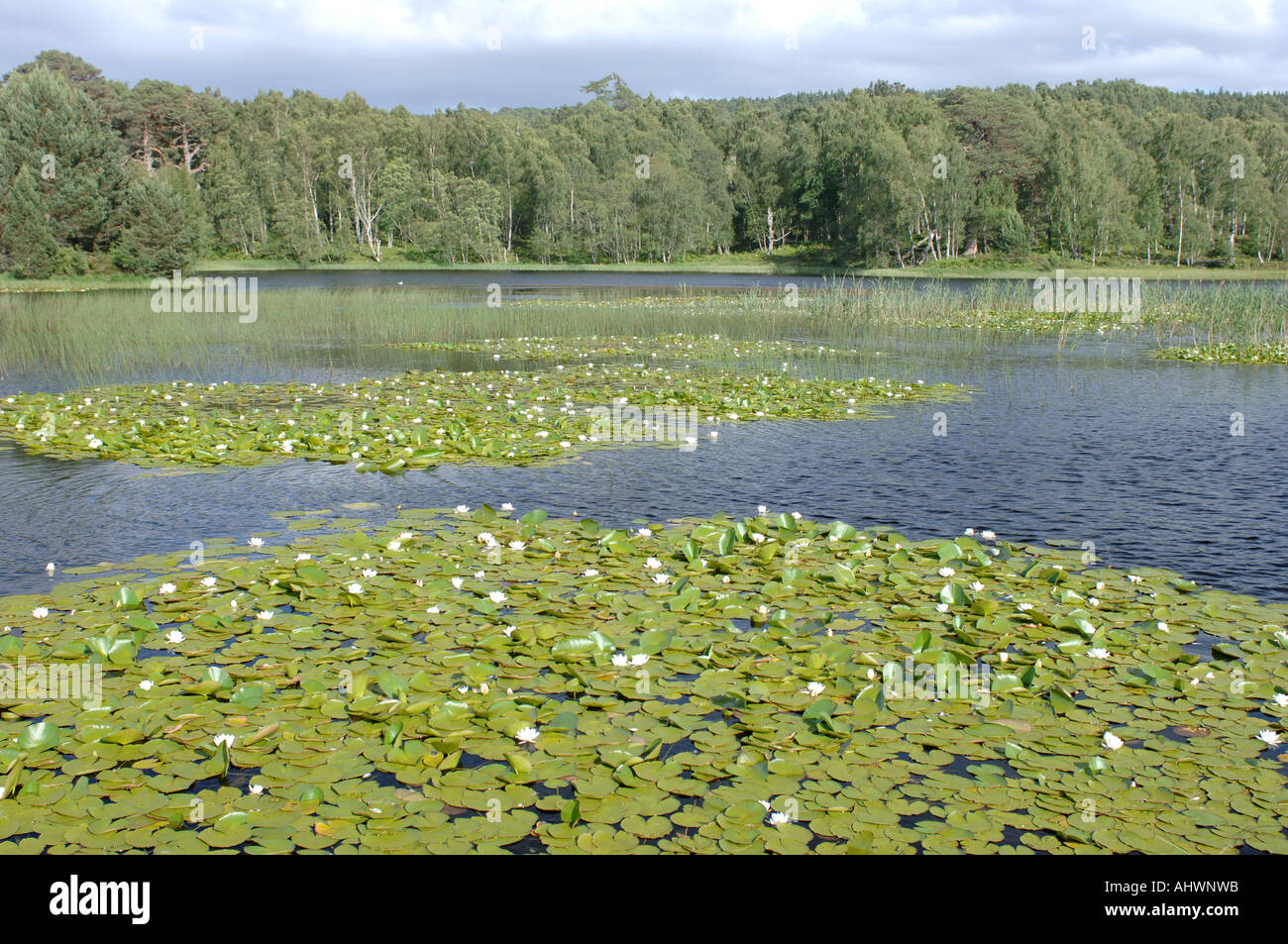 Rothiemurchus estate mountain biking hi-res stock photography and ...