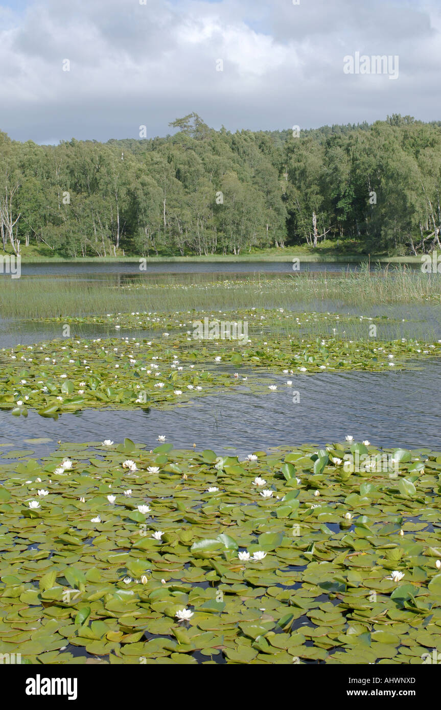 Rothiemurchus estate mountain biking hi-res stock photography and ...