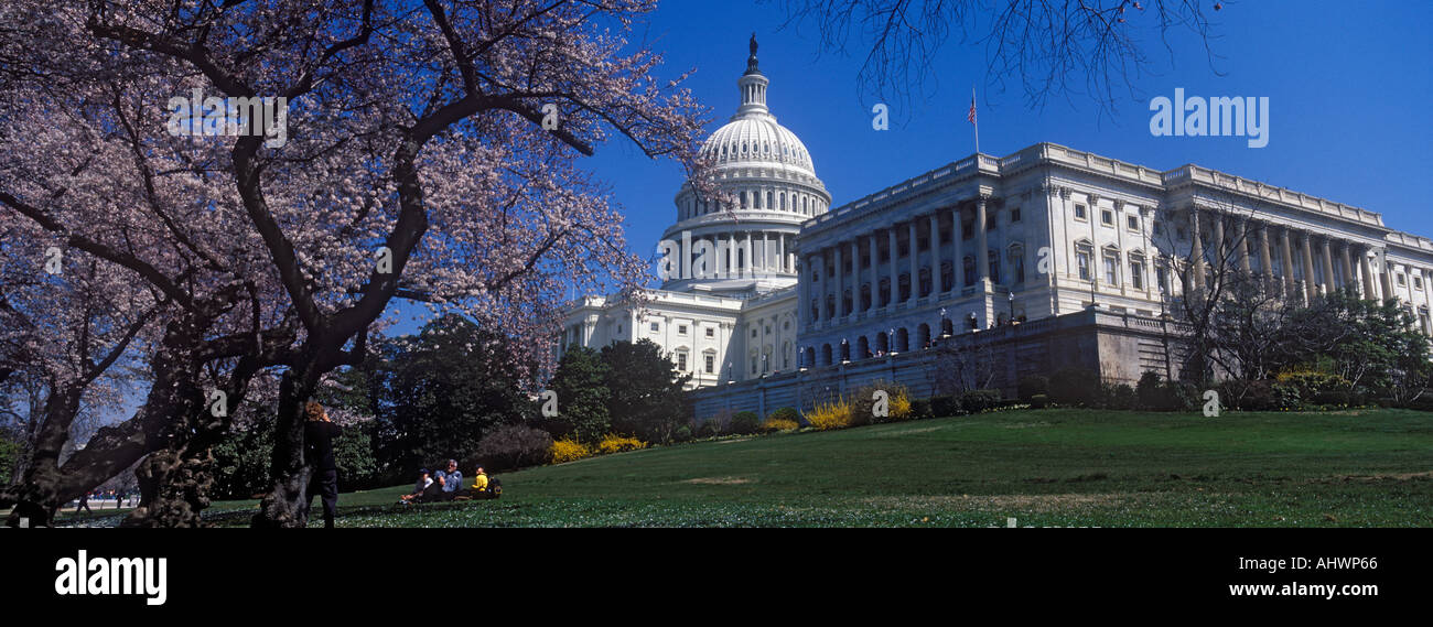 Capital Building with cherry trees Washington DC Stock Photo - Alamy Capital Building with cherry trees Washington DC Stock Photo - Alamy