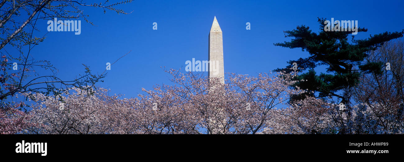 Washington Monument though Cherry trees in Washington DC in the United ...