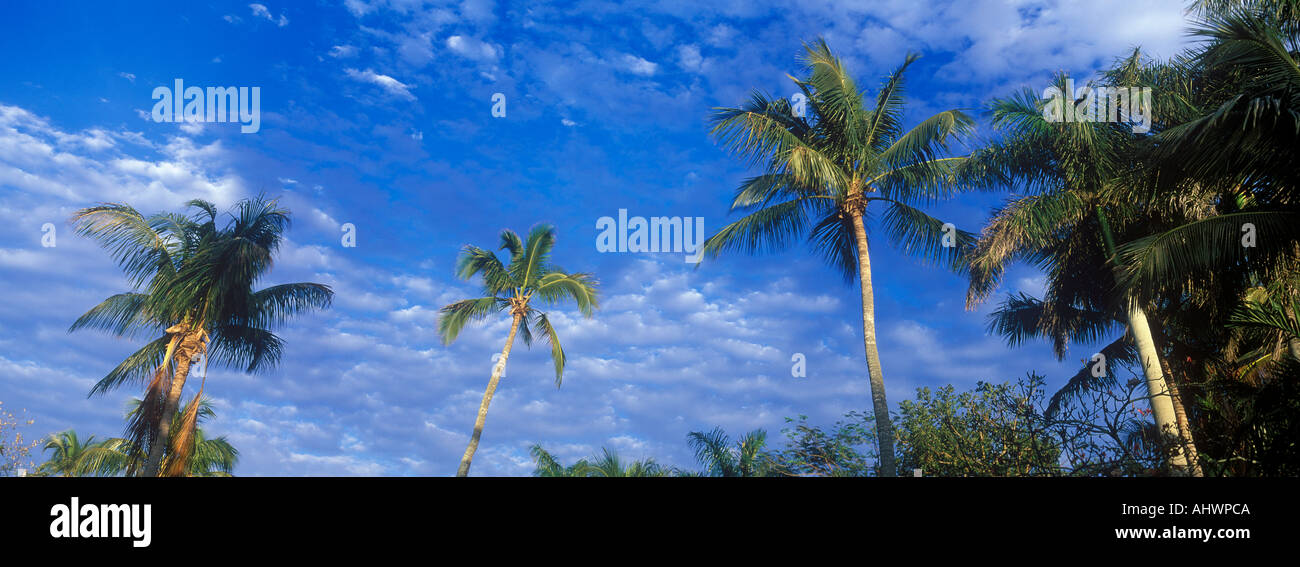Palm trees in Naples Florida Stock Photo - Alamy