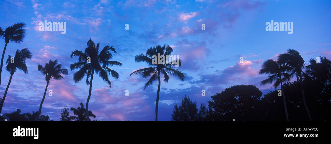 Palm trees in Naples Florida Stock Photo - Alamy