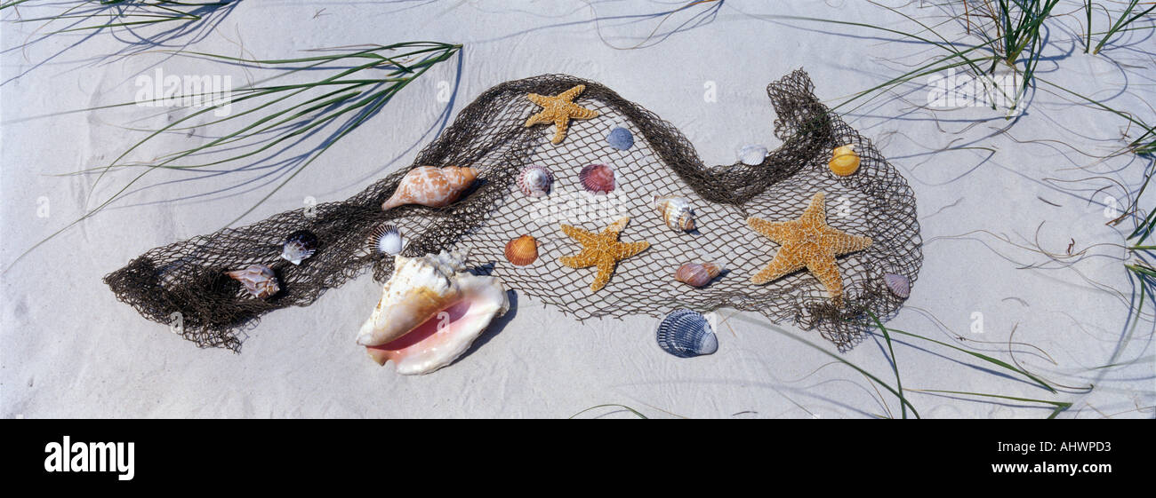 Shells and old fishing net in the sand on the beach Stock Photo - Alamy
