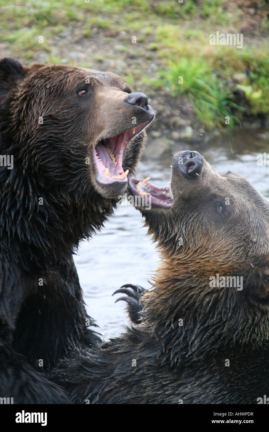 male grizzly bears fighting Stock Photo - Alamy