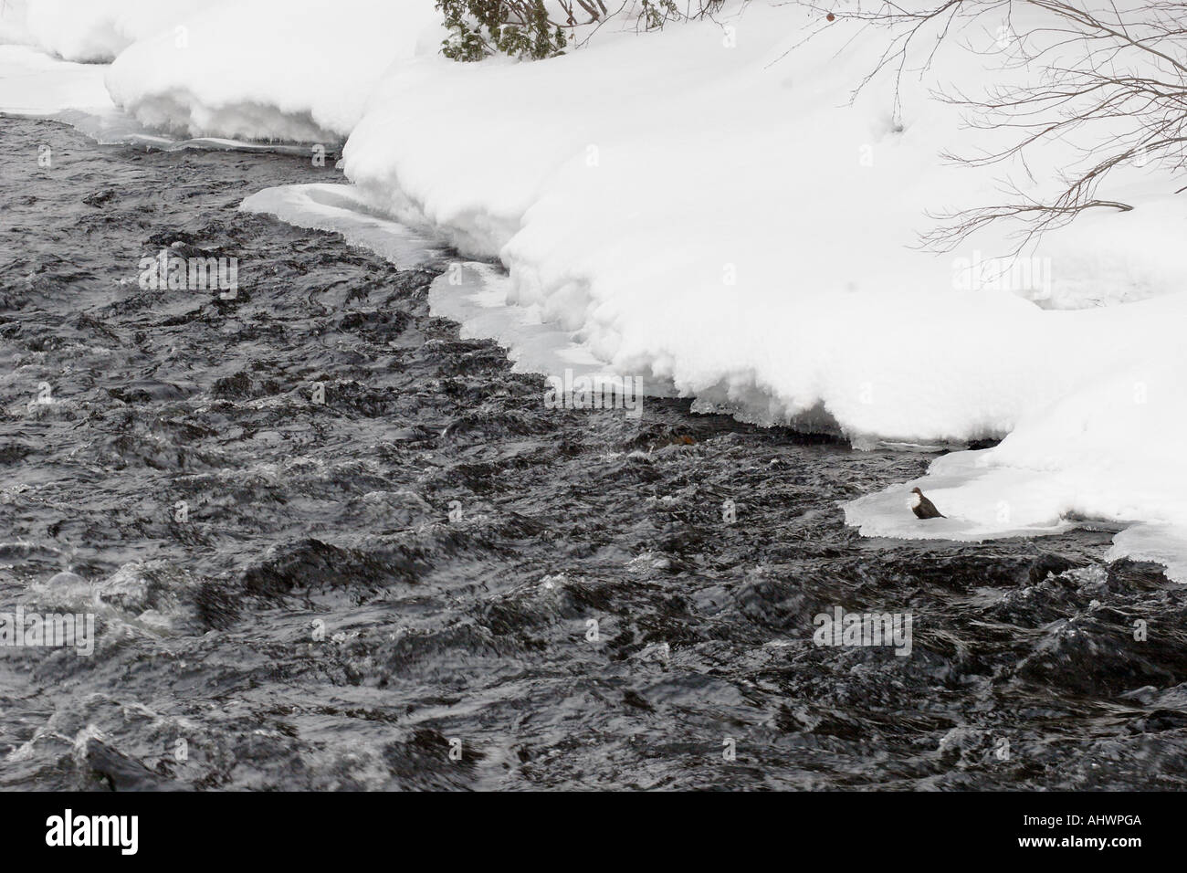 Dipper on ice next to fast flowing river in Finland Stock Photo - Alamy