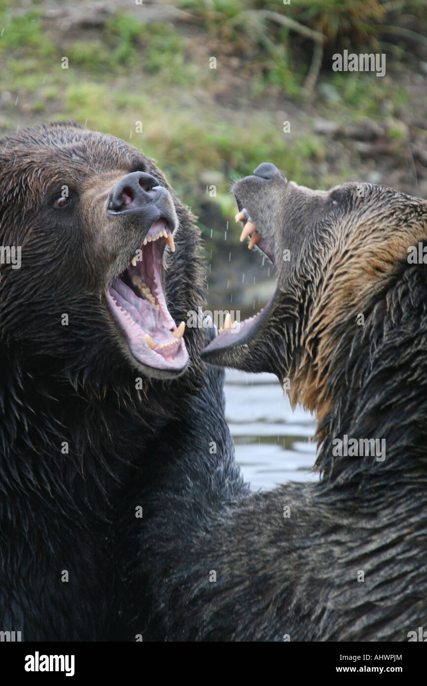 close up grizzly bear fight Stock Photo - Alamy