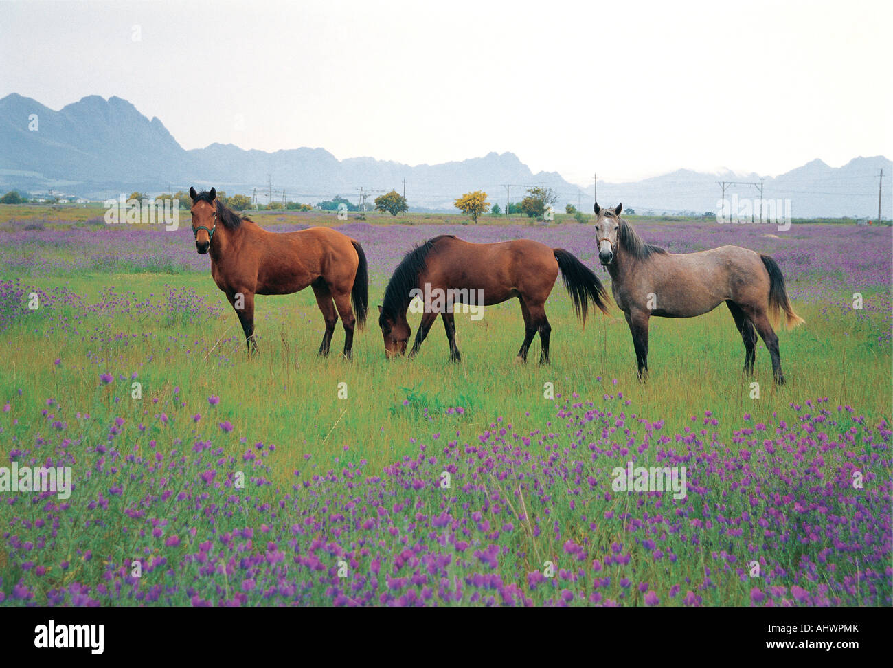 Horses south africa hi-res stock photography and images - Alamy