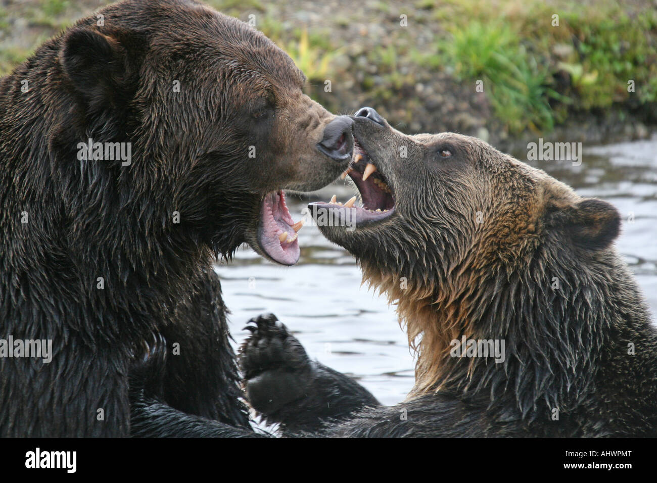 male grizzly bear fight Stock Photo - Alamy