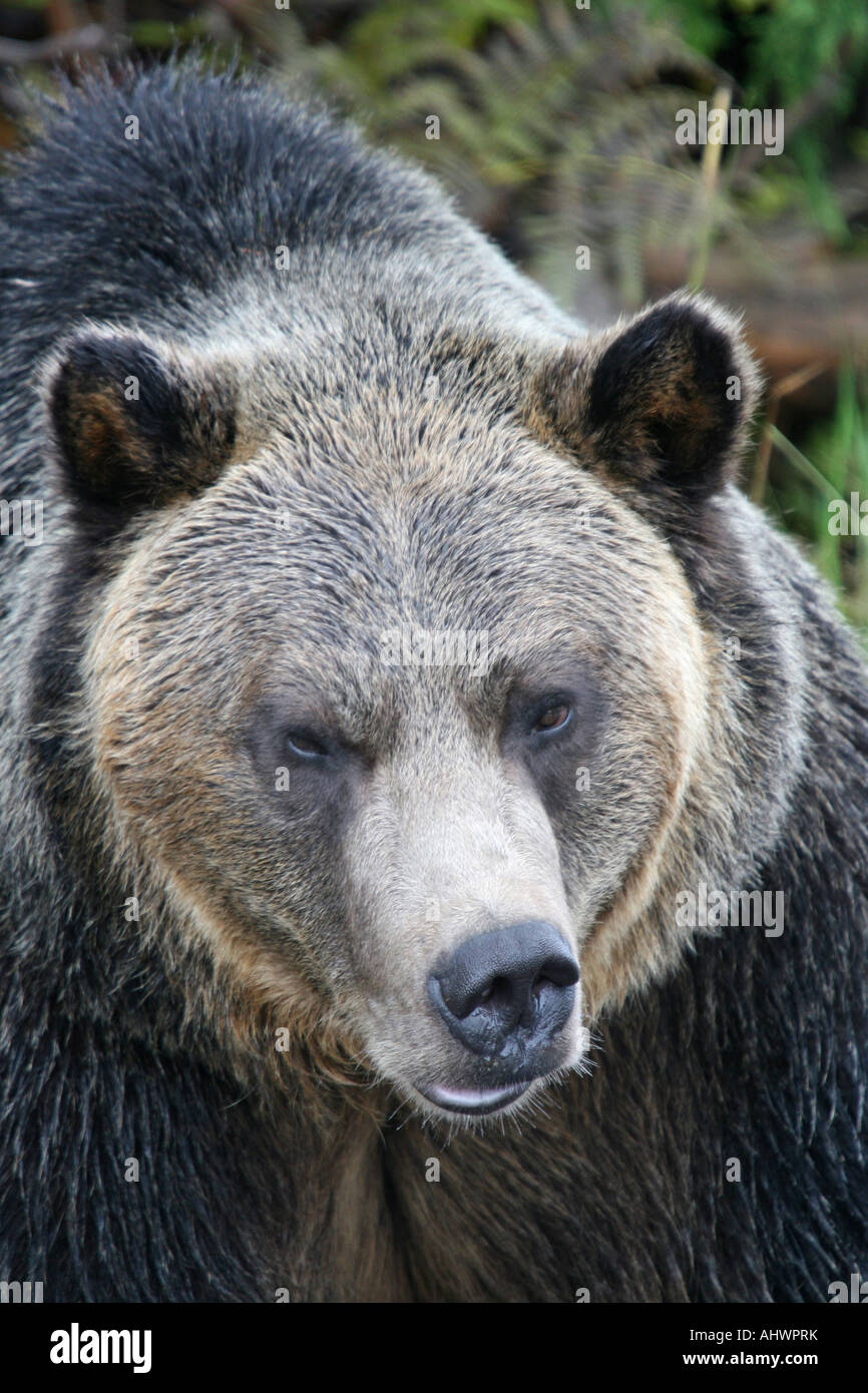 male grizzly bear Stock Photo - Alamy