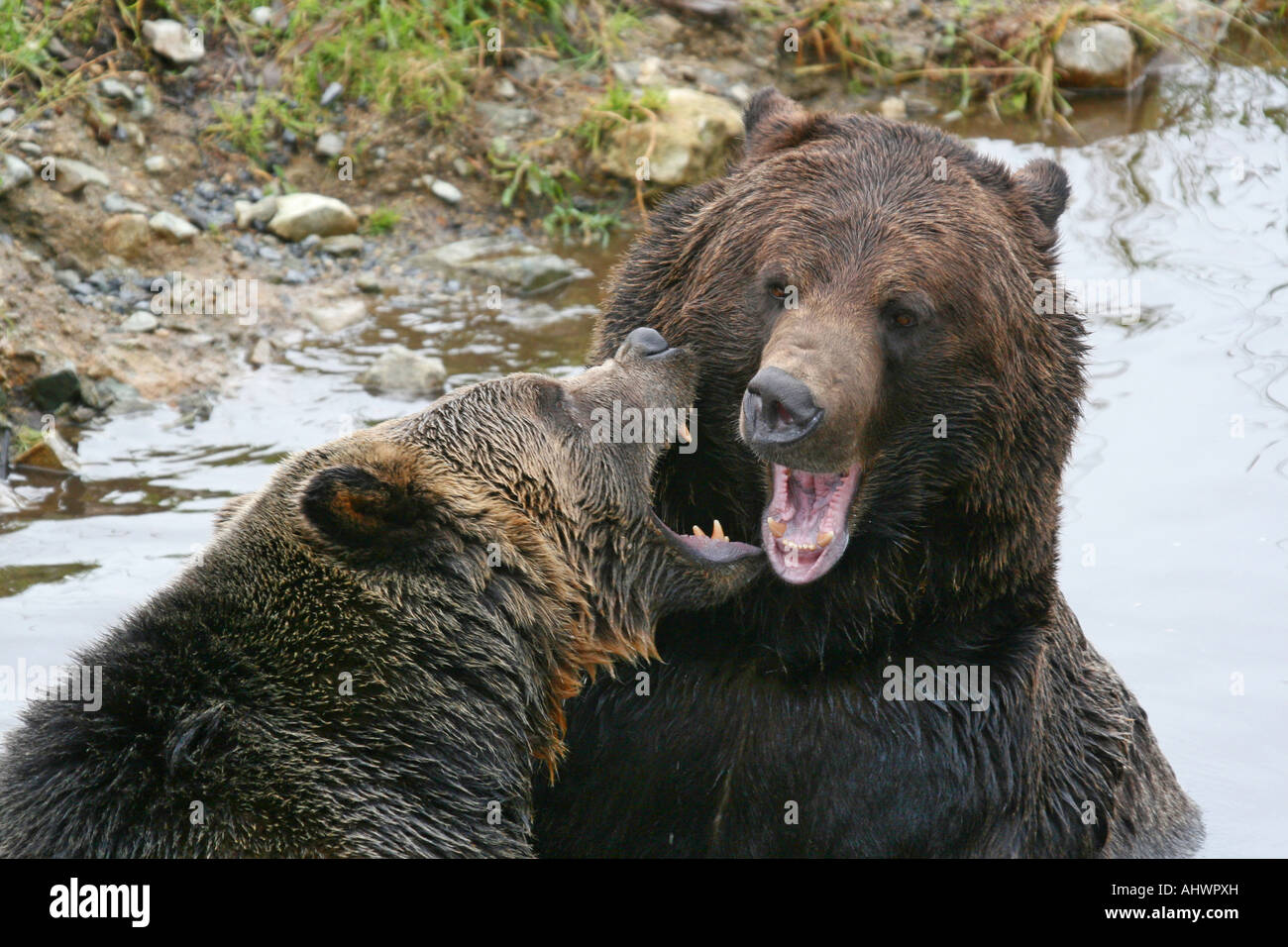 grizzly bear fight Stock Photo - Alamy
