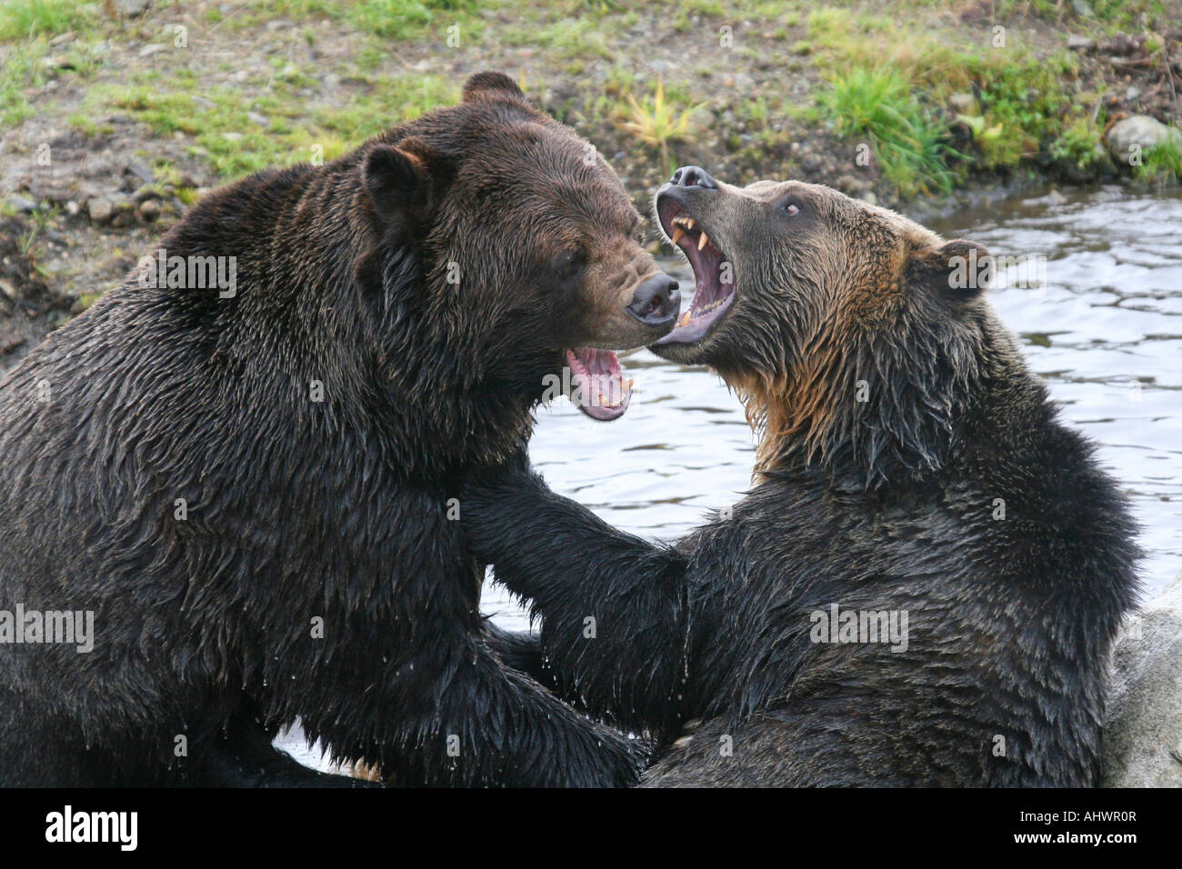 Grizzly Bear Fight