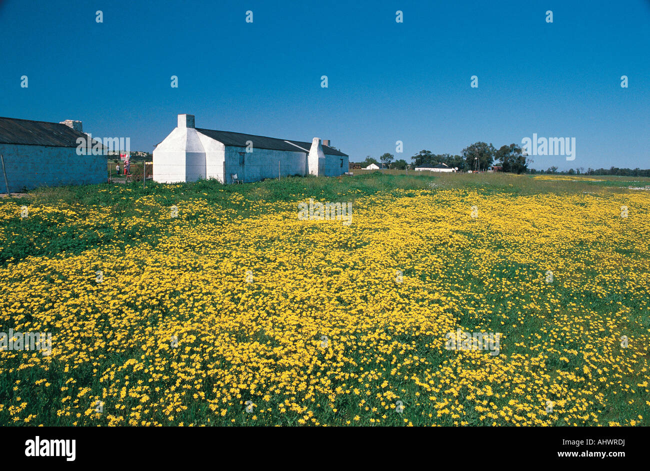 Spring near Hopefield Western Cape South Africa A white washed cottage ...