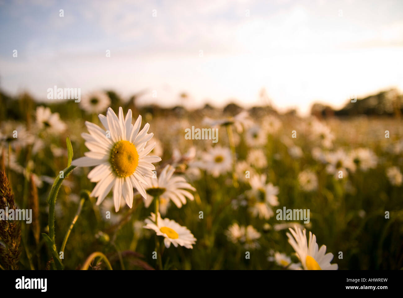 Daisy field hi-res stock photography and images - Alamy
