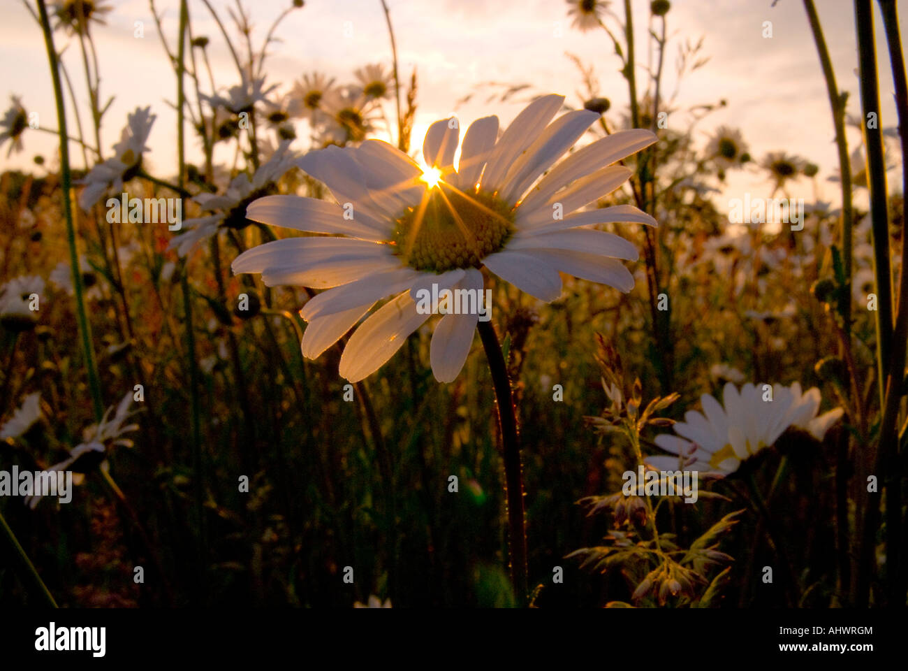 Daisy field hi-res stock photography and images - Alamy