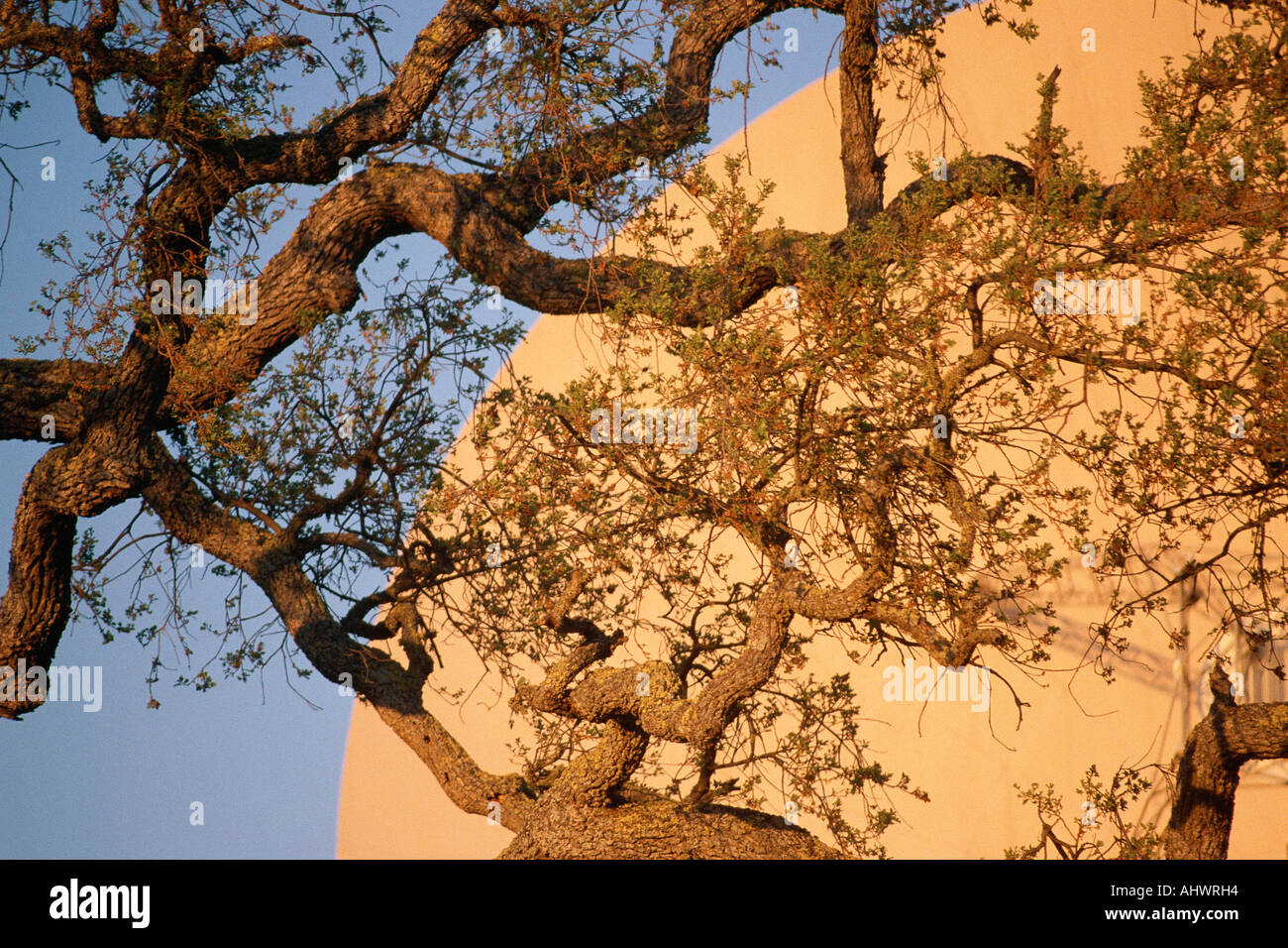 Tree branch with satellite dish behind Stock Photo - Alamy