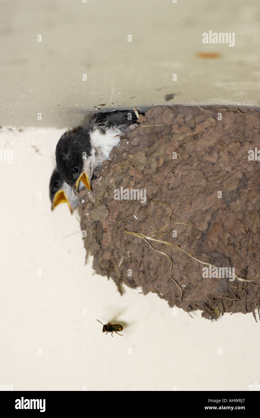 Three House Martin chicks in their nest looking at an insect Stock ...