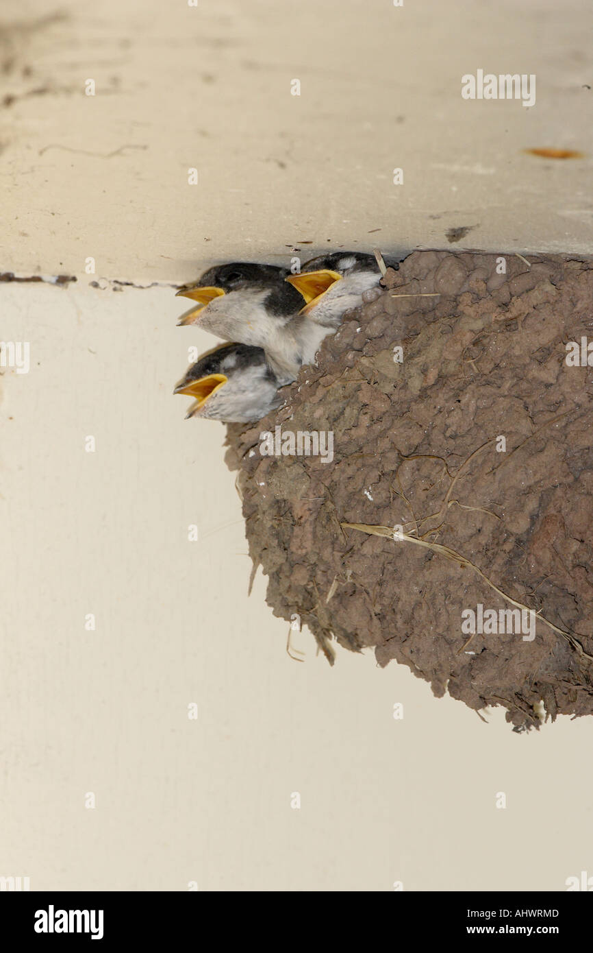 Three house Martin chicks in their nest Stock Photo - Alamy