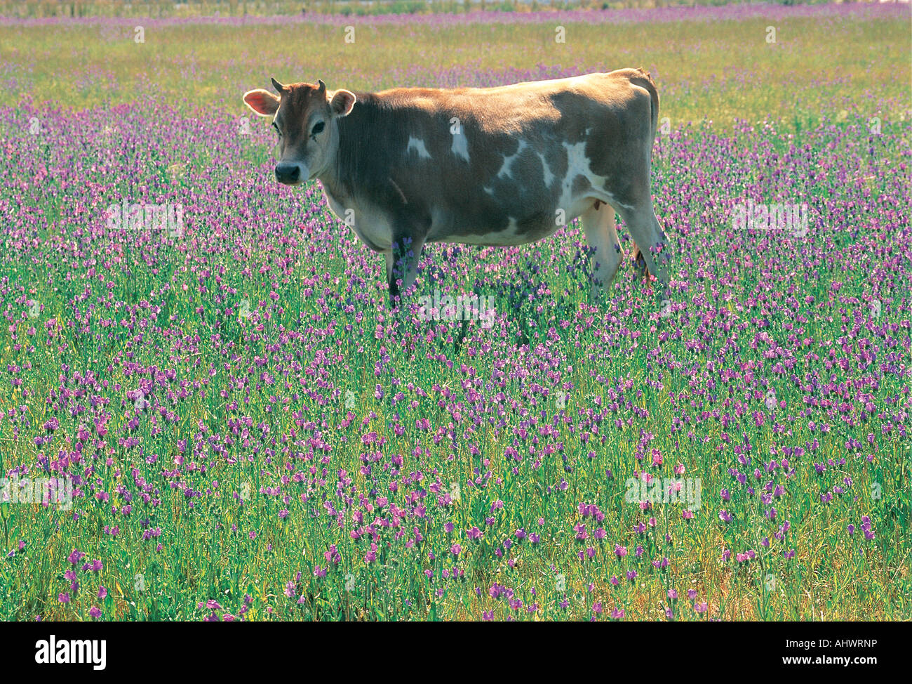 Purple cow horns hi-res stock photography and images - Alamy