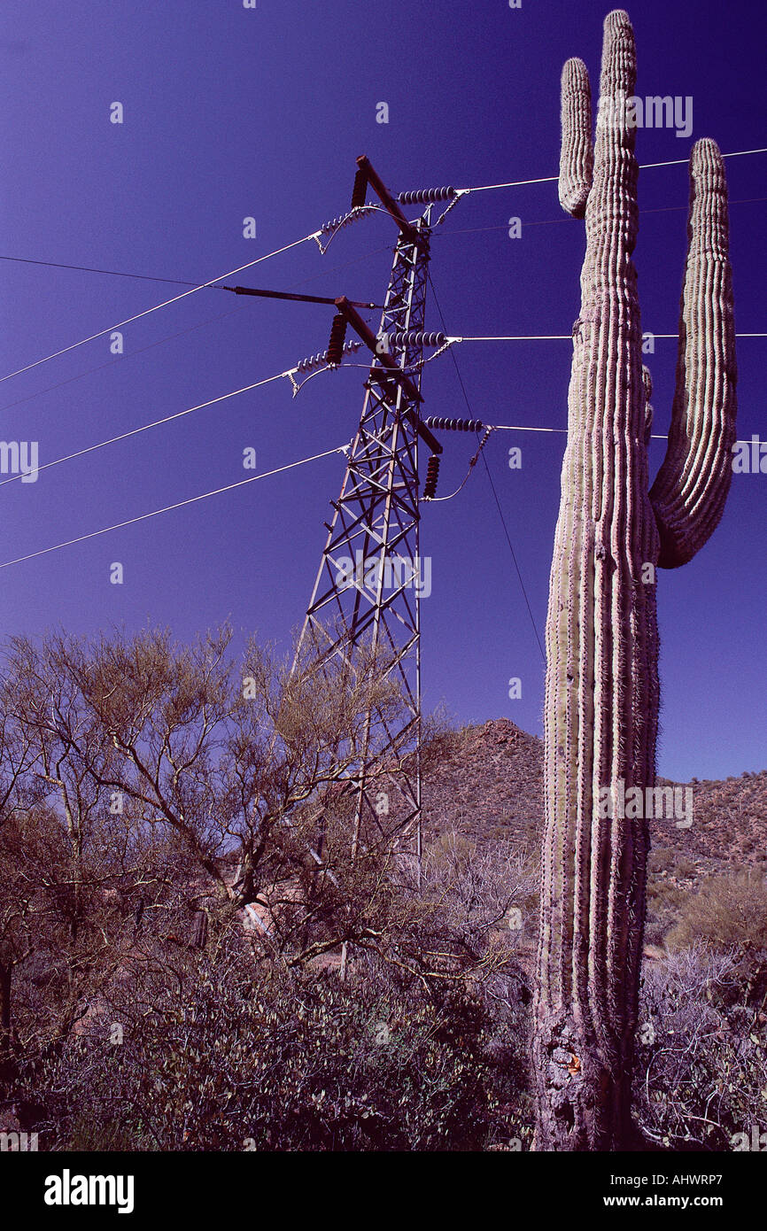 Power line with cactus Stock Photo - Alamy