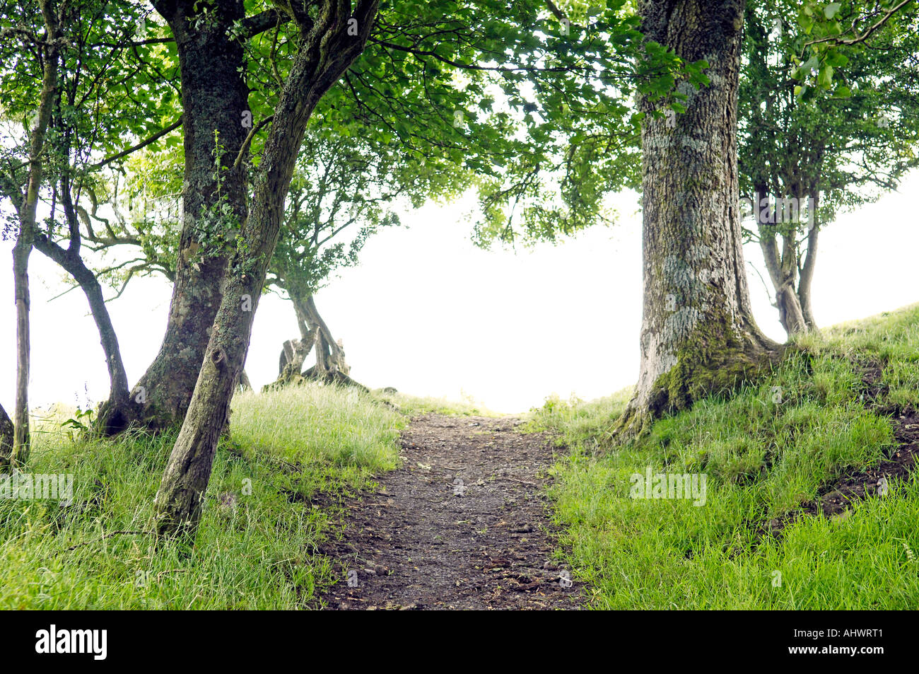 Path going uphill through trees in summer Stock Photo - Alamy