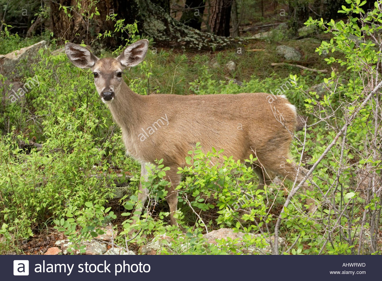 Coues Whitetail Deer High Resolution Stock Photography and Images - Alamy