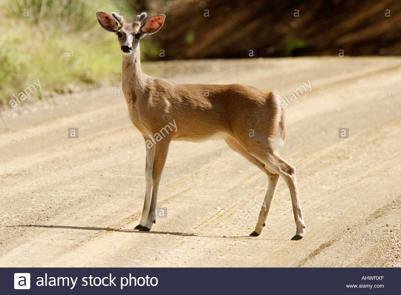 Coues Whitetail Deer High Resolution Stock Photography and Images - Alamy